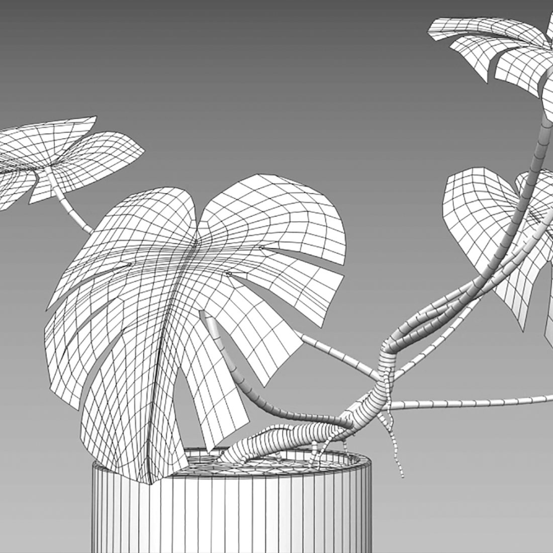 Monstera Deliciosa 3D Model for VRay, Corona | CGMood