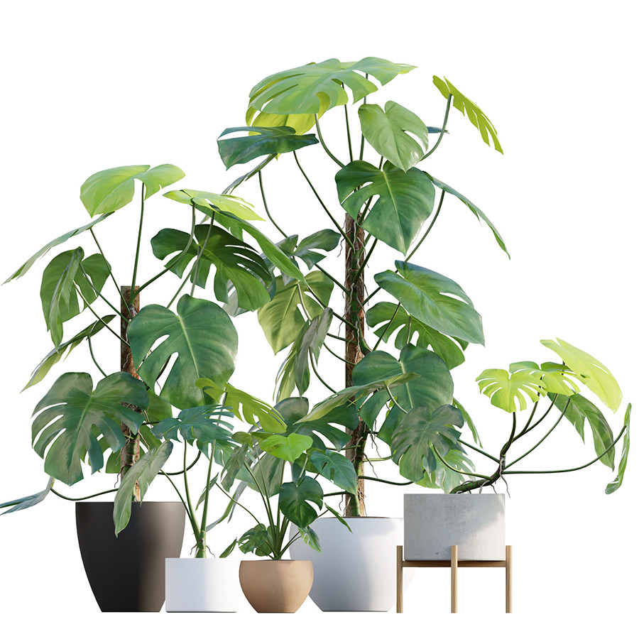 Monstera Deliciosa 3D Model for VRay, Corona | CGMood