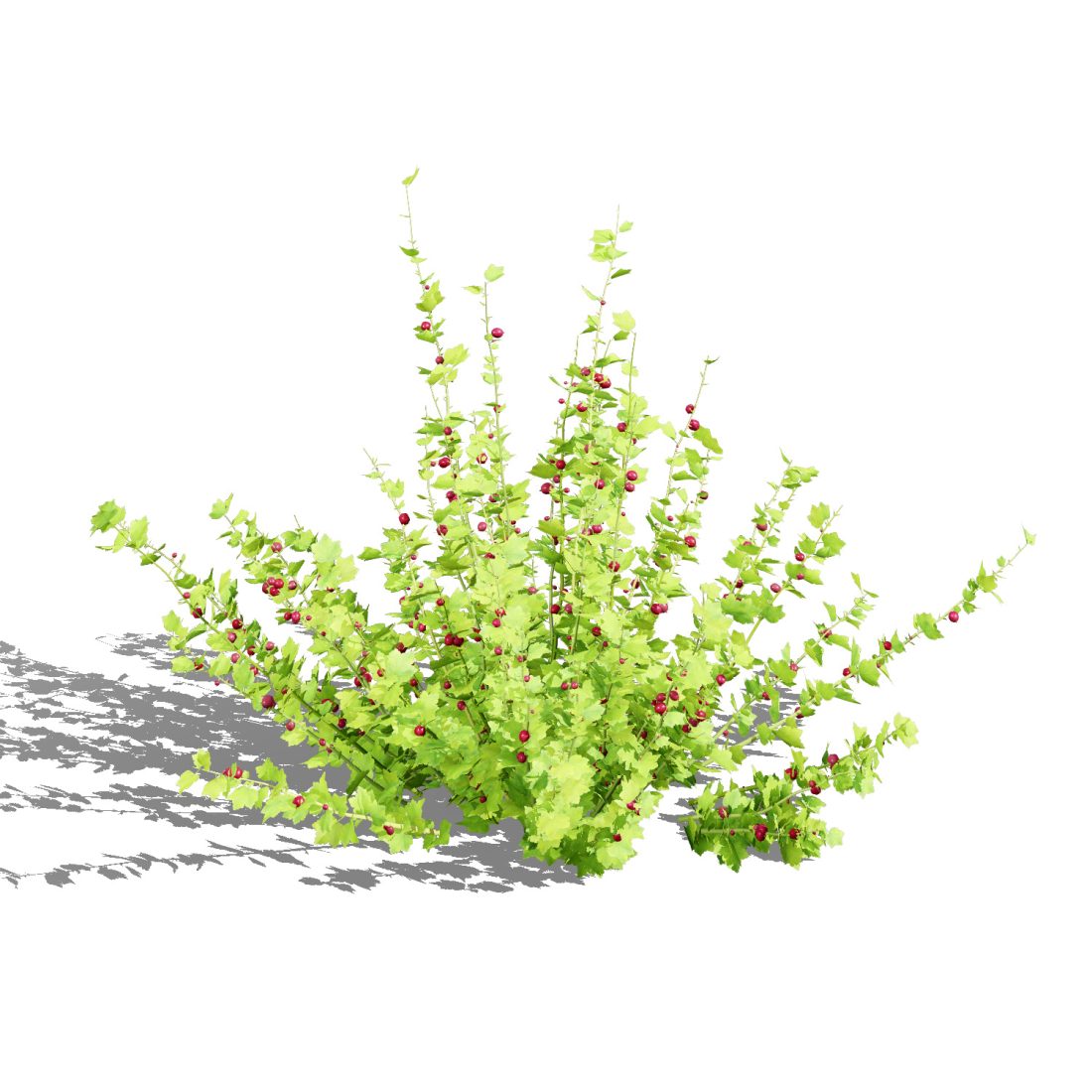 Flander Gooseberry Bush 3d Model - 3D Model for VRay, Corona