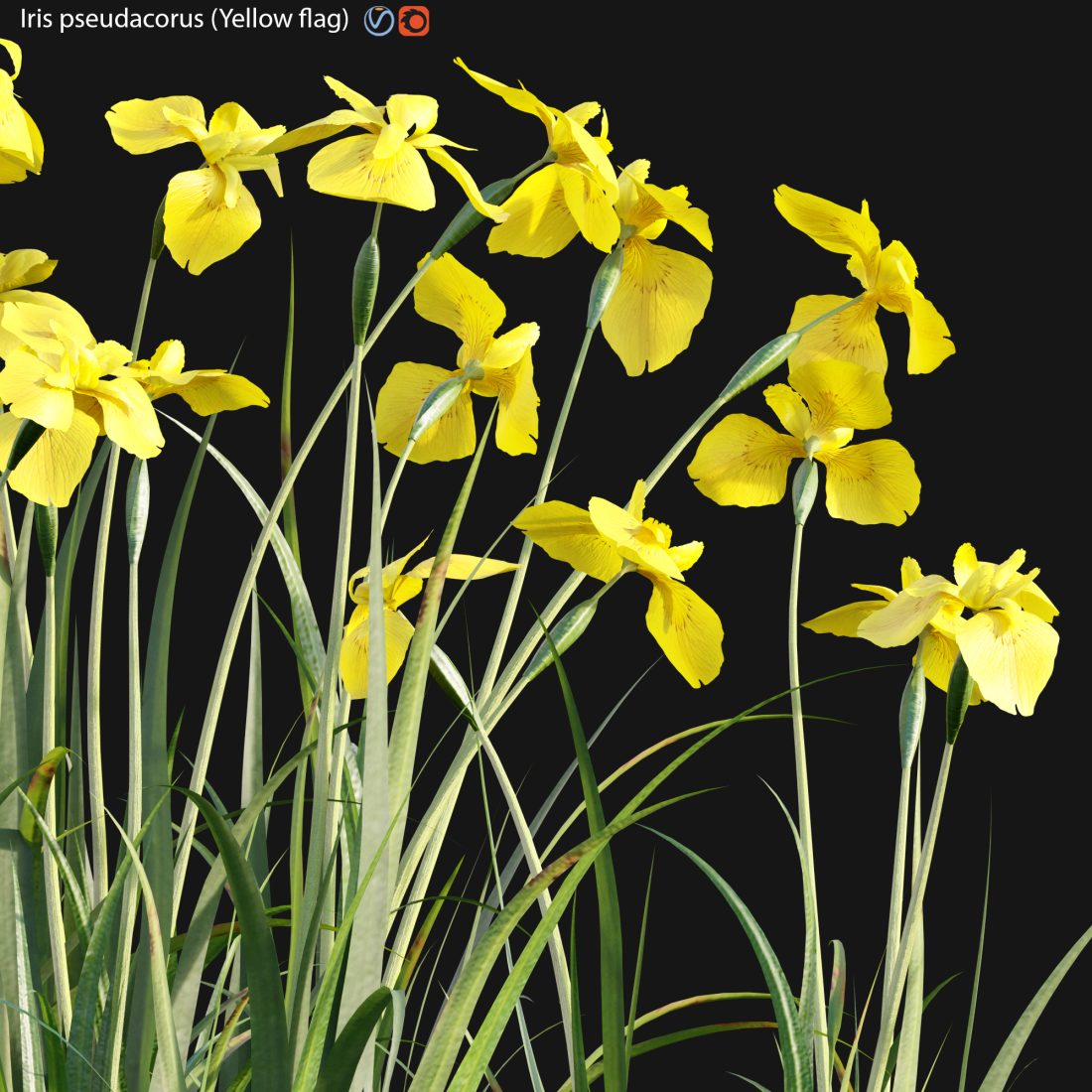 Iris Pseudacorus - Yellow Flag - 02 3D Model for VRay, Corona | CGMood