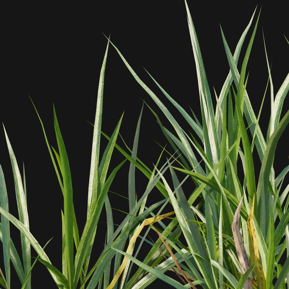 Carex Pendula - Pendulous Sedge -01 - 3D Model for VRay, Corona