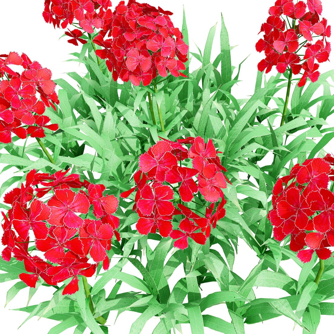 Flander Dianthus Barbatus 3d Model 3D Model for VRay, Corona | CGMood