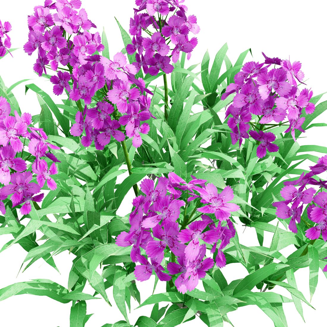 Flander Dianthus Barbatus 3d Model 3D Model for VRay, Corona | CGMood