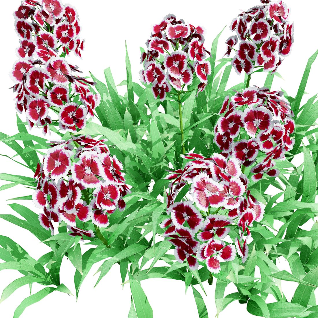 Flander Dianthus Barbatus 3d Model 3D Model for VRay, Corona | CGMood