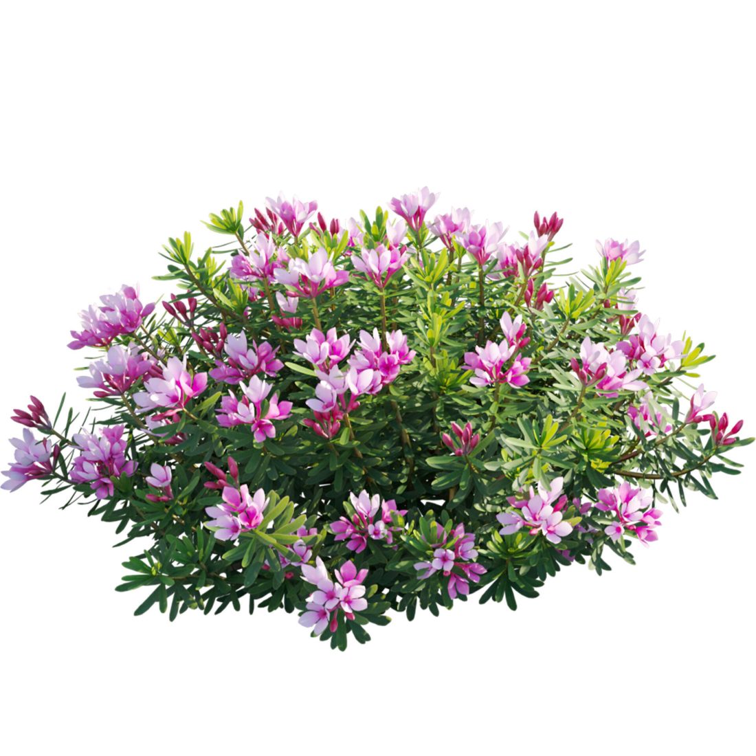 Daphne Arbuscula - Shrubby Daphne 01 - 3D Model for VRay, Corona