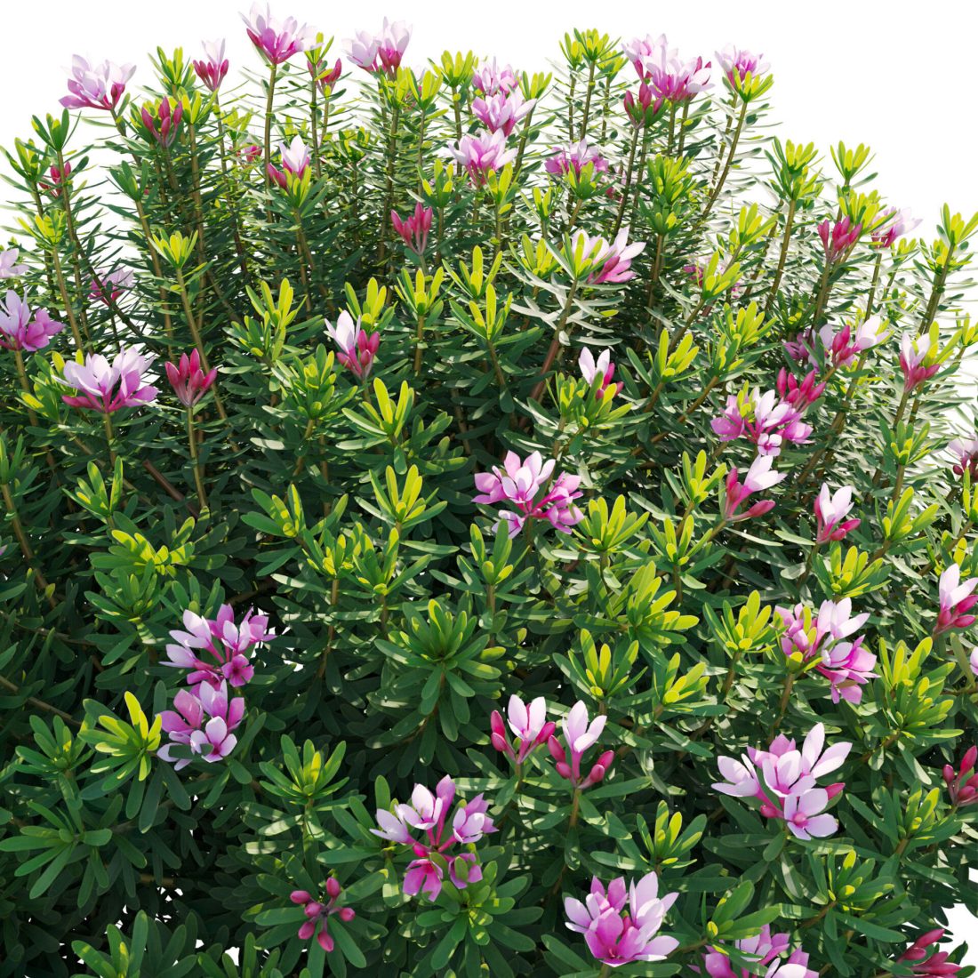 Daphne Arbuscula - Shrubby Daphne 02 - 3D Model for VRay, Corona