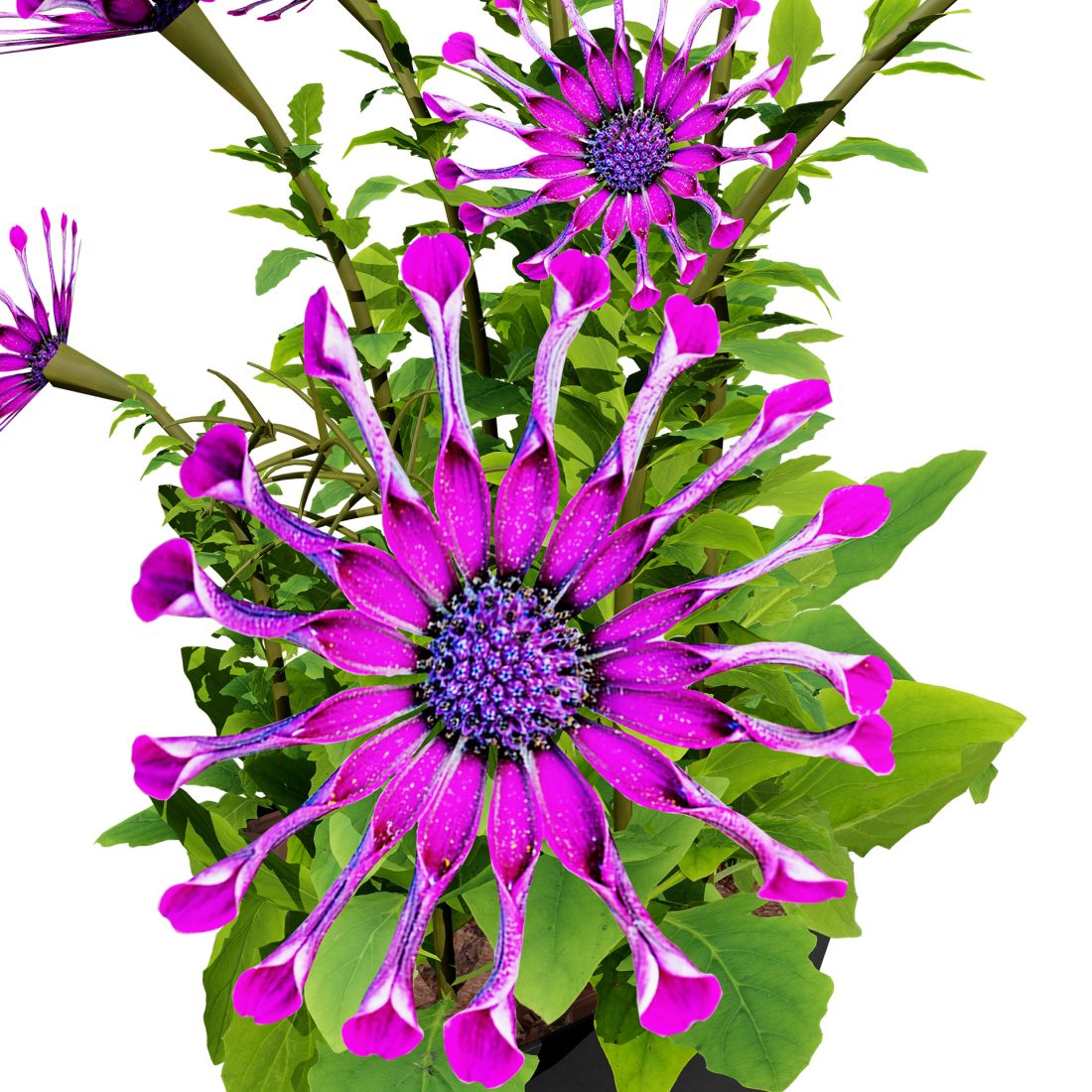 South African Osteospermum Flowers 3d Model 3D Model for VRay, Corona ...