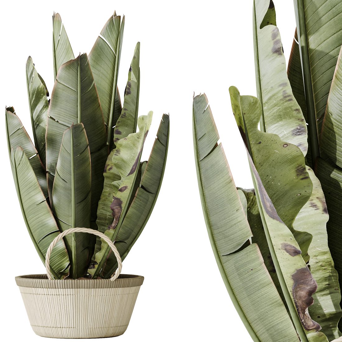 Av Indoor Plants Set 205 Ravenala Banana Nicolai 3D Model for VRay ...