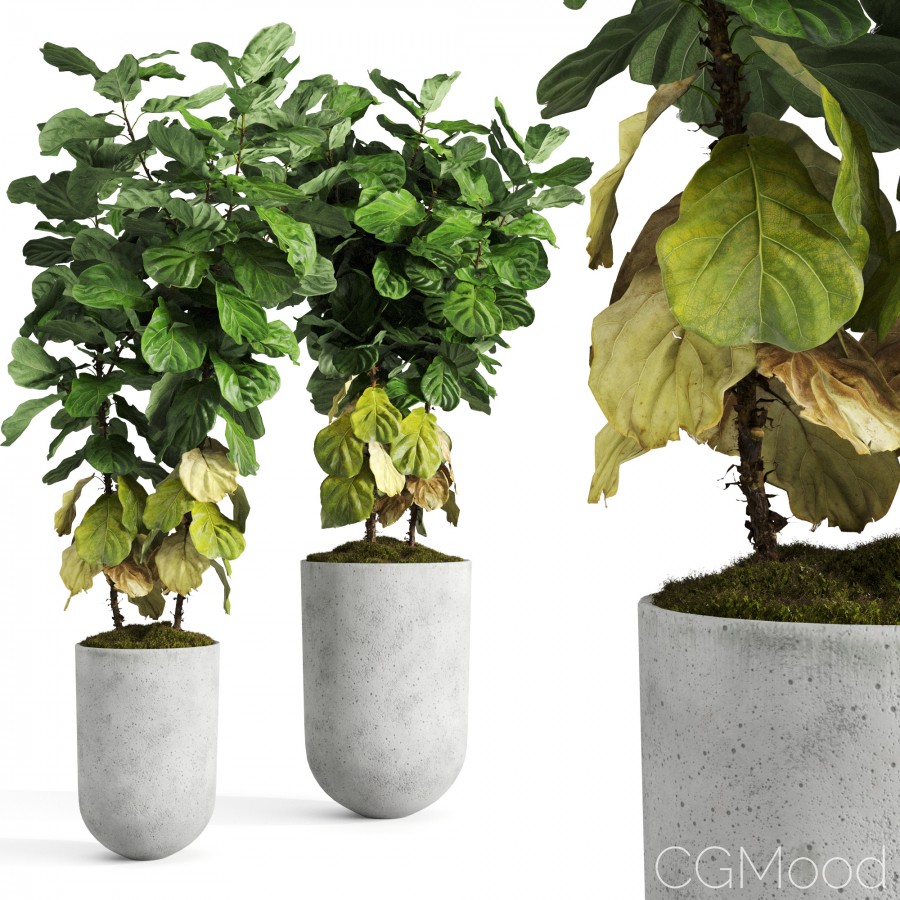 Ficus Lyrata In Concrete Pots - 3D Model for Corona