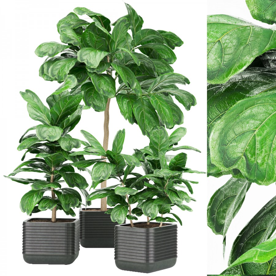 Collection Plant Vol 18 - 3D Model for VRay, Corona