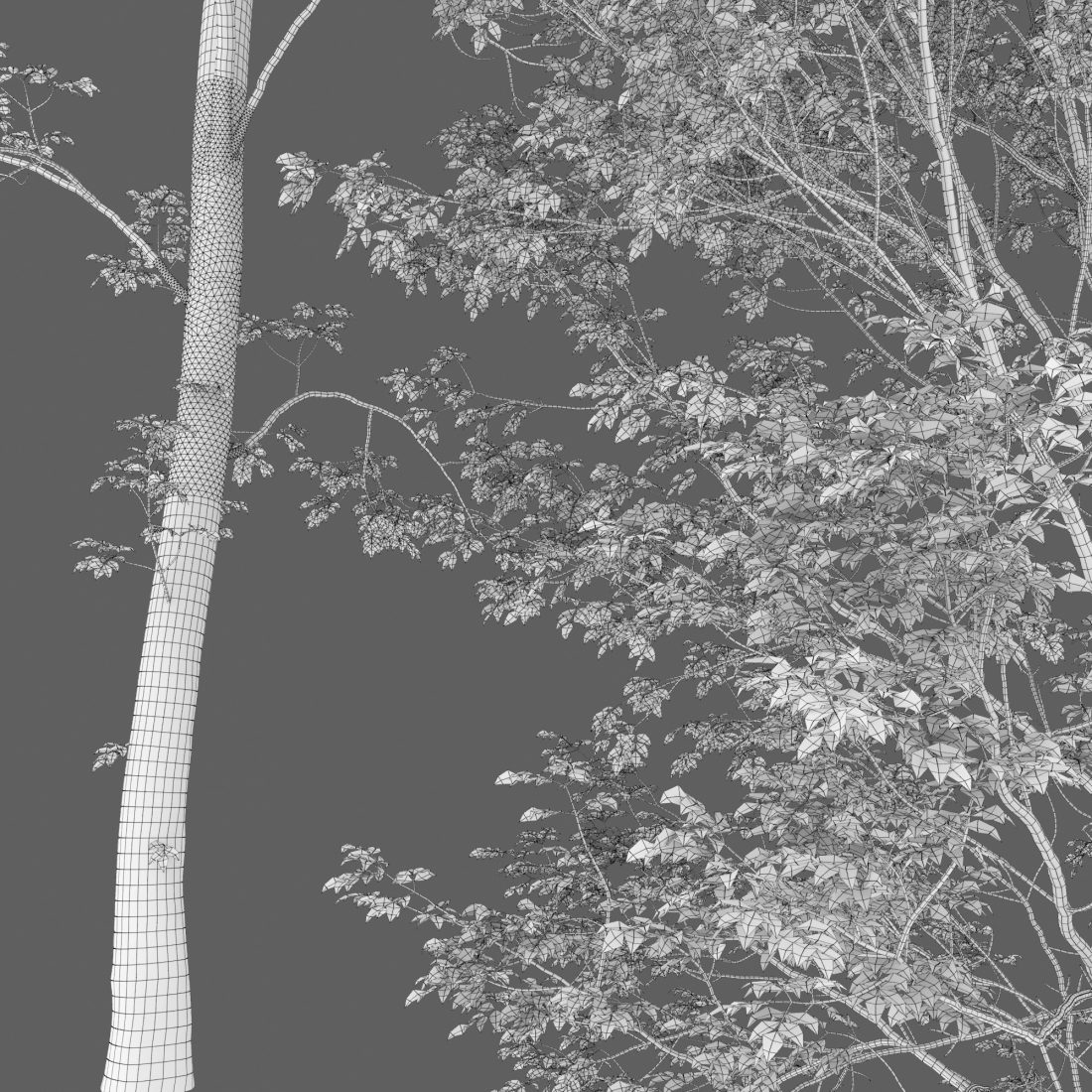 Ash-tree 03 - 3D Model for VRay, Corona