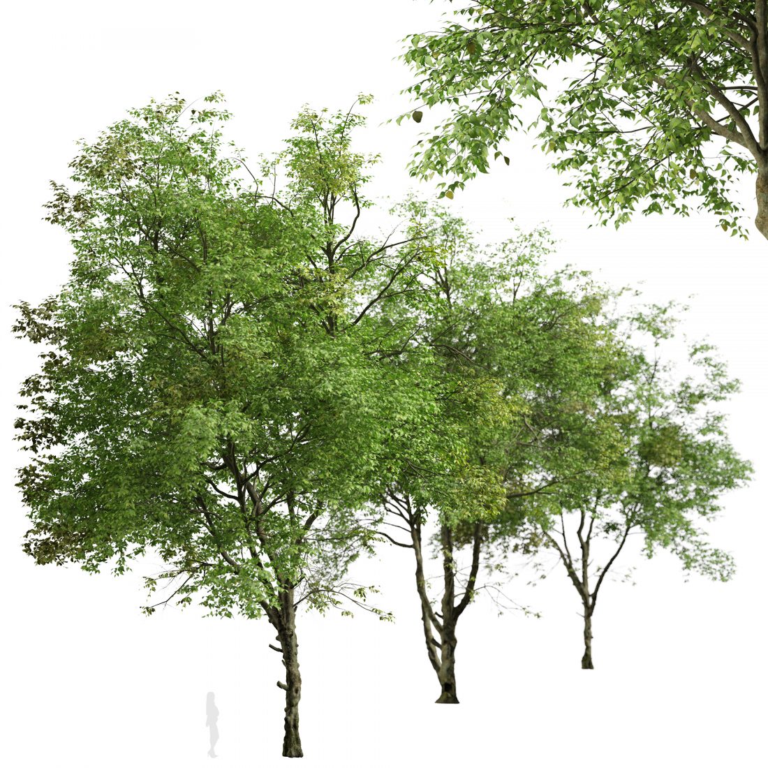 Set Of Chinese Ash Tree (Fraxinus Chinensis) - 3D Model for VRay