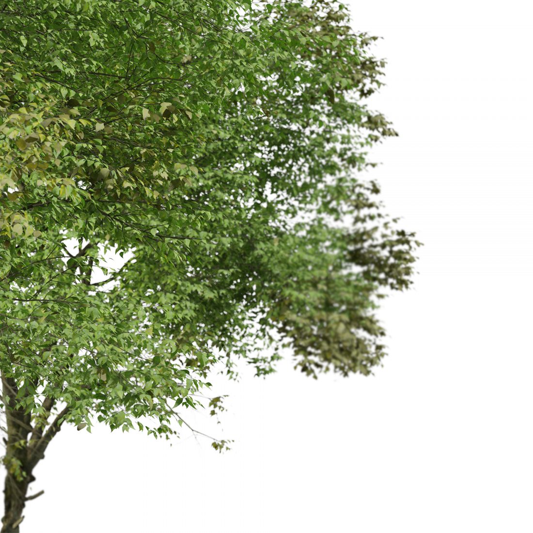 Set Of Chinese Ash Tree (Fraxinus Chinensis) - 3D Model for VRay