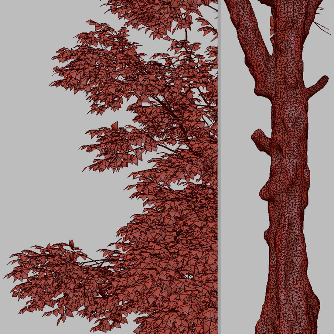 Set Of Chinese Ash Tree (Fraxinus Chinensis) - 3D Model for VRay