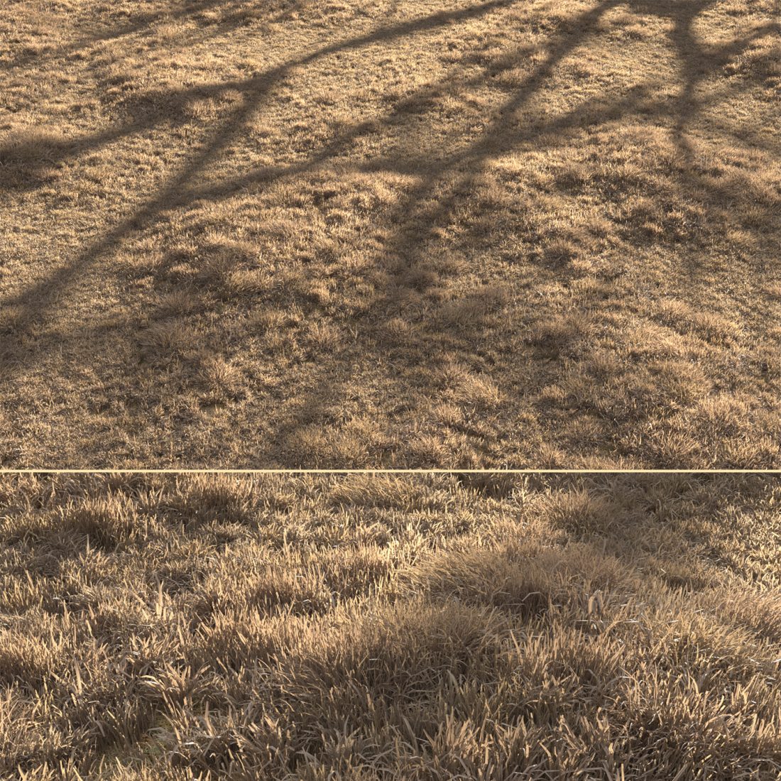 Dried Grass Landscape 3D Model for VRay, Corona | CGMood