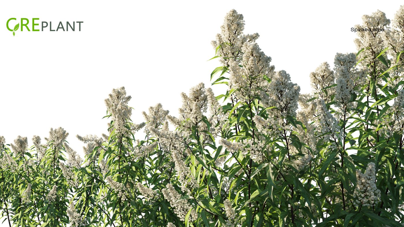 Spiraea Alba Tree 3D Model for Corona | CGMood