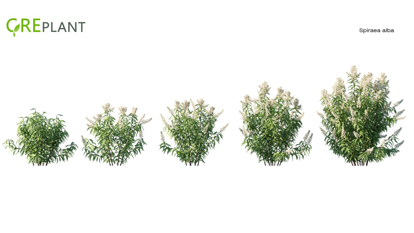 Spiraea Alba Tree 3D Model for Corona | CGMood