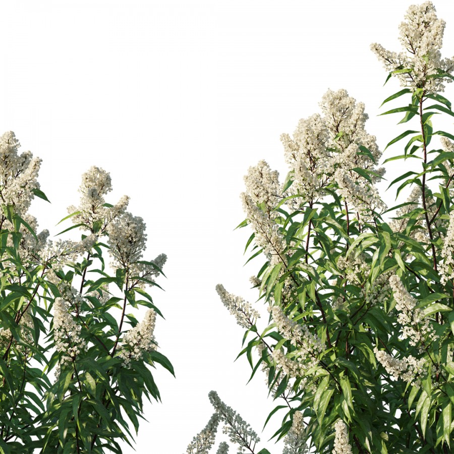 Spiraea Alba Tree 3D Model for Corona | CGMood