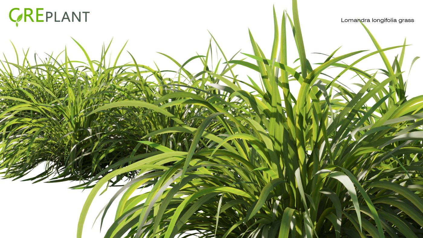 Lomandra Fluviatilis Shara Grass 3D Model for Corona | CGMood