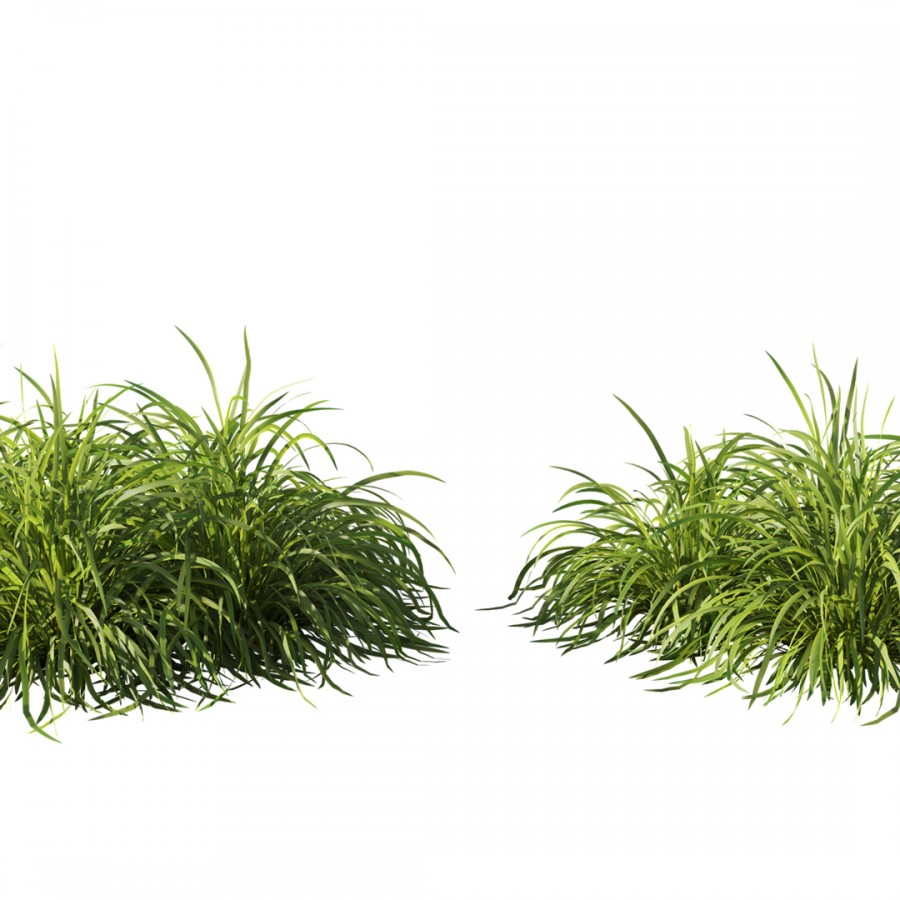 Lomandra Fluviatilis Shara Grass 3D Model for Corona | CGMood