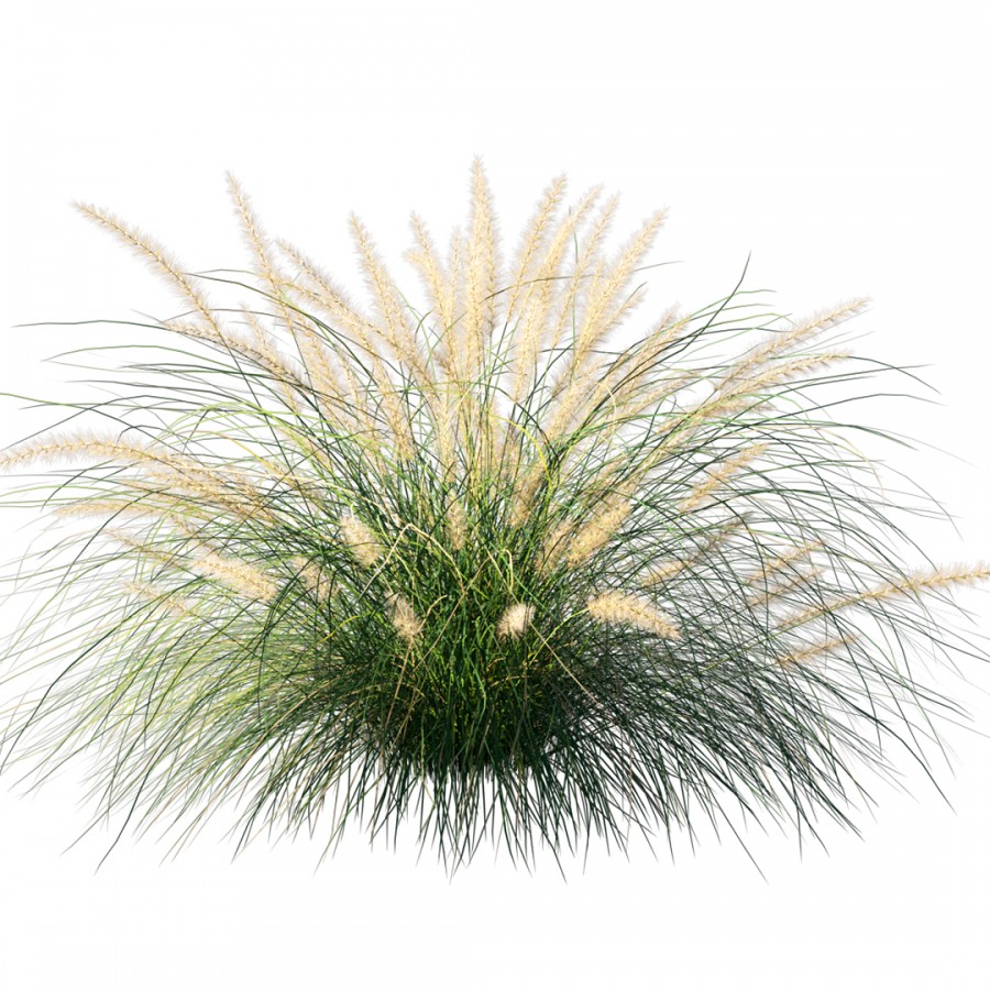 Product Item Pennisetum Alopecuroides Png, Transparent Png , 49% OFF