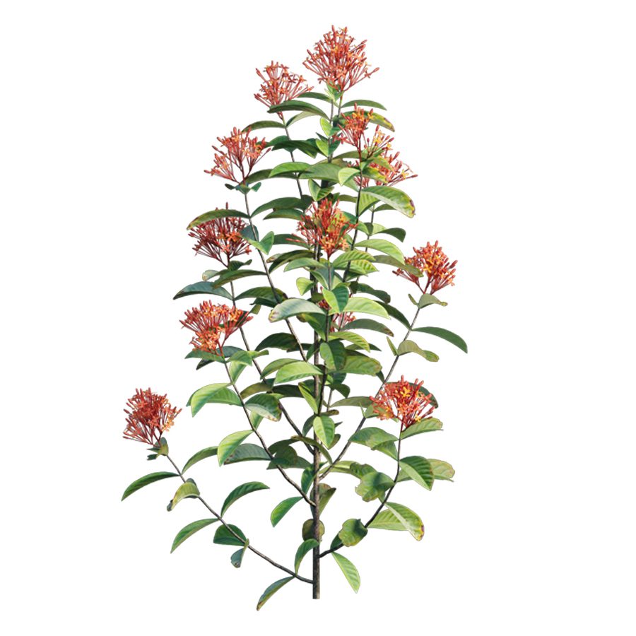 Ixora Plant Drawing