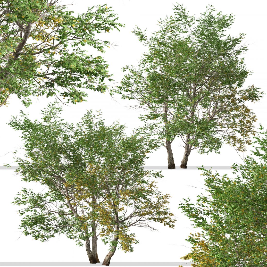 Set Of California Sycamore Tree -Platanus Racemosa 3D Model for VRay ...