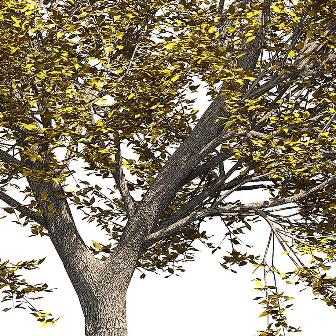 Ash Tree 1 3D Model for VRay | CGMood