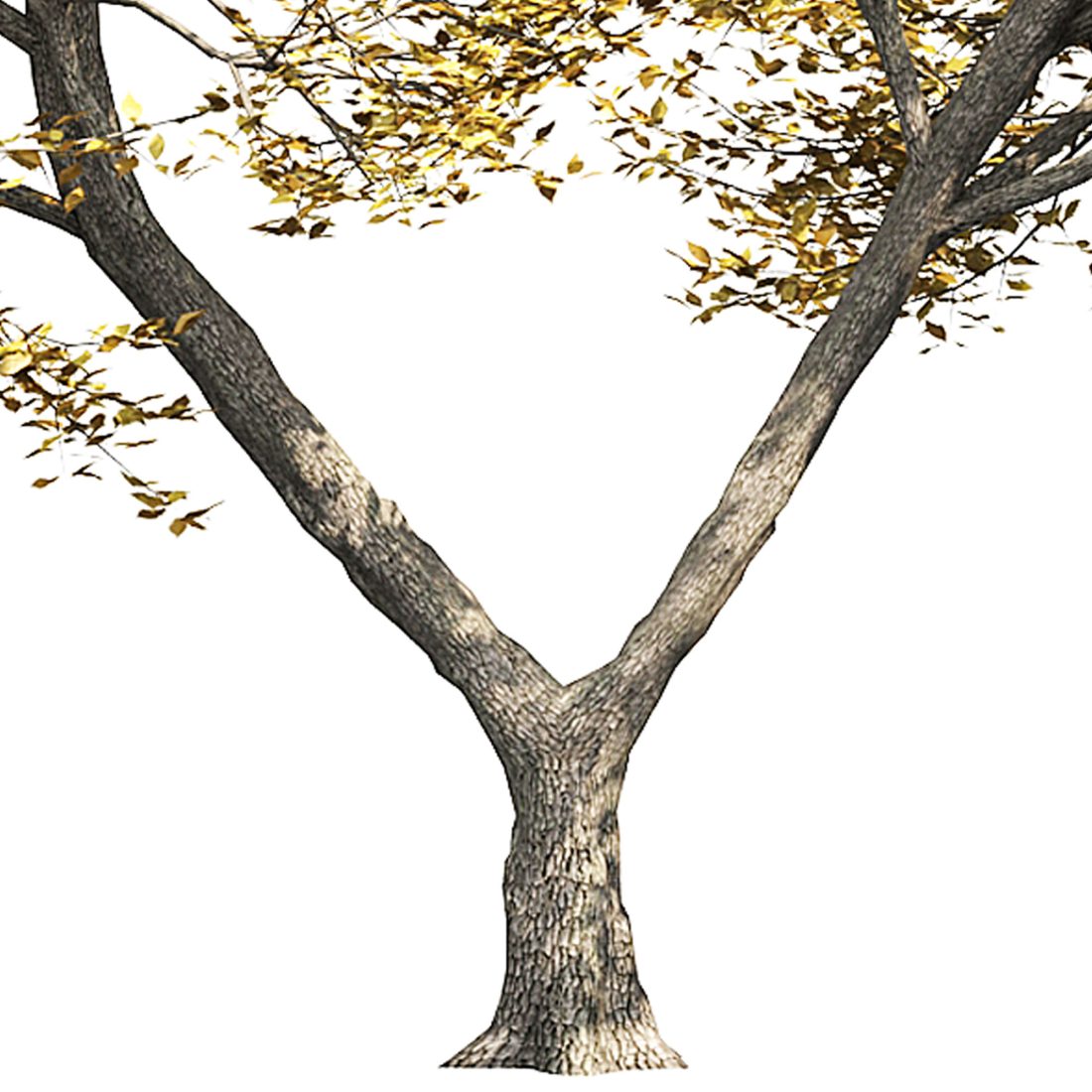 Ash Tree 4 - 3D Model for VRay