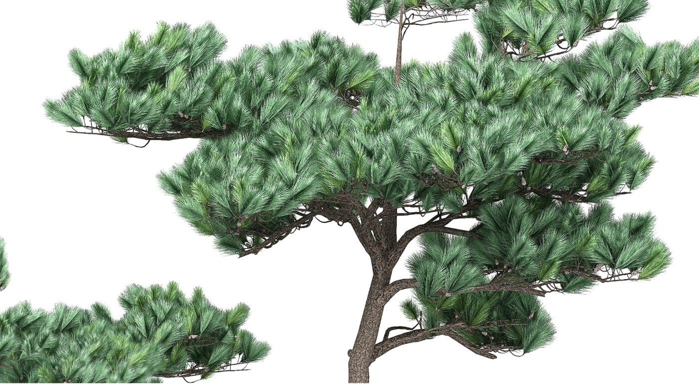 Pine 3 - 3D Model for VRay