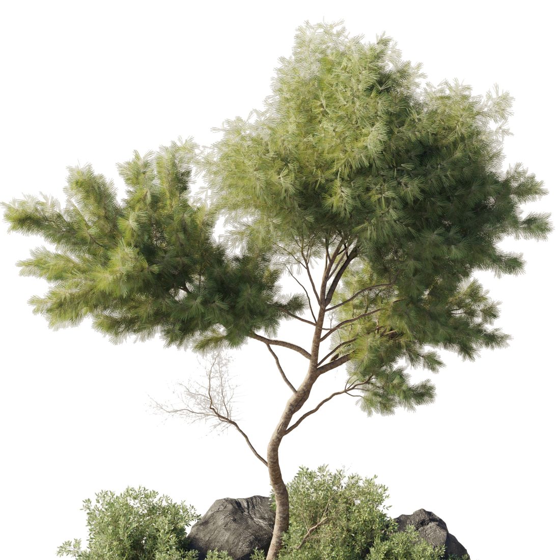 Collection Outdoor Indoor 81 Pot Plant Tree Vray - 3D Model for VRay