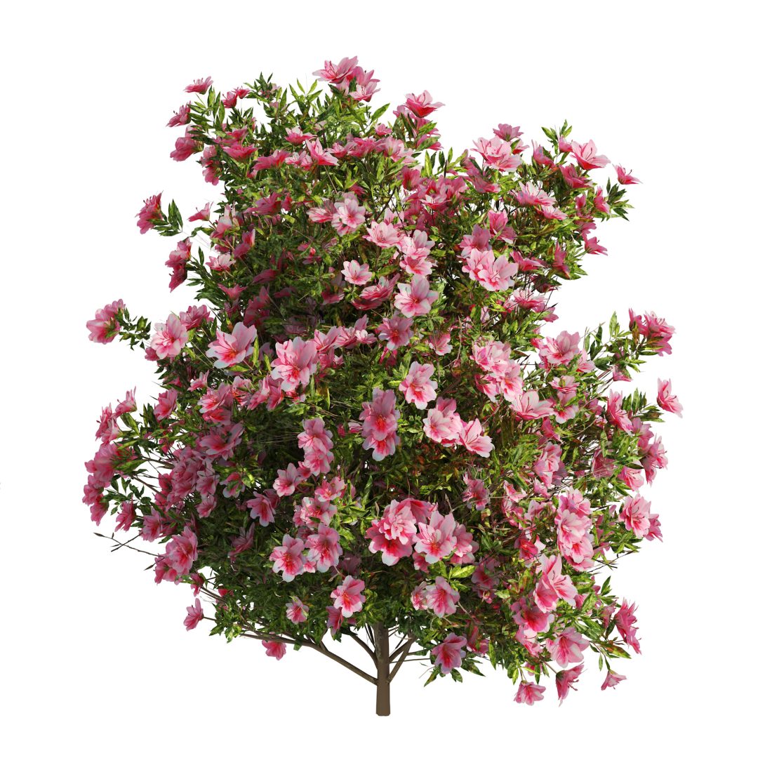 4 Spring Azalea Flower Bush 3D Model for VRay, Corona | CGMood
