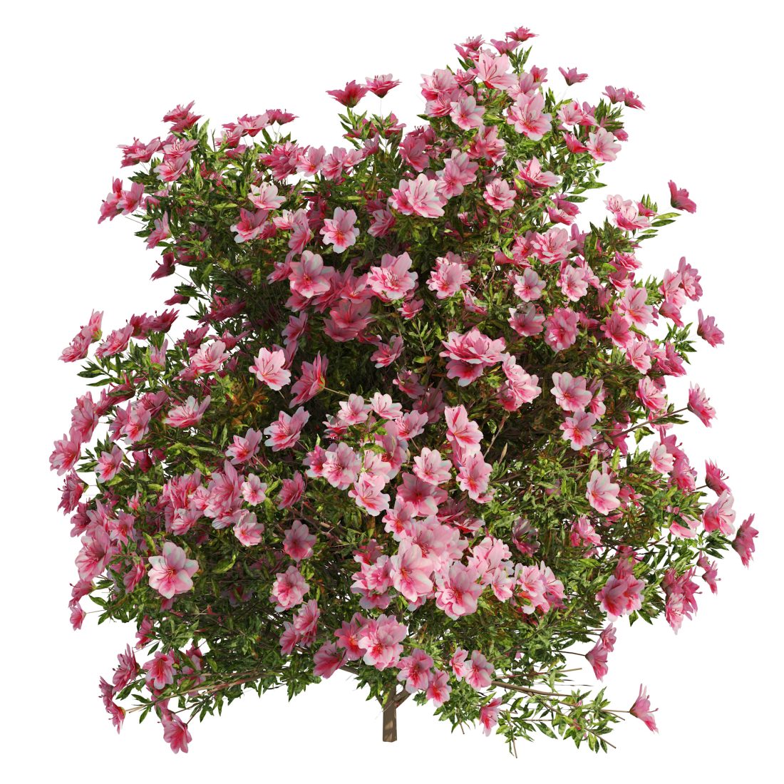 4 Spring Azalea Flower Bush 3D Model for VRay, Corona | CGMood