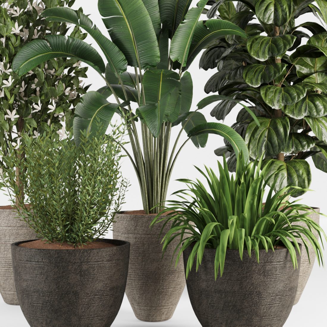 Plant Collection 009 - 3D Model for VRay, Corona
