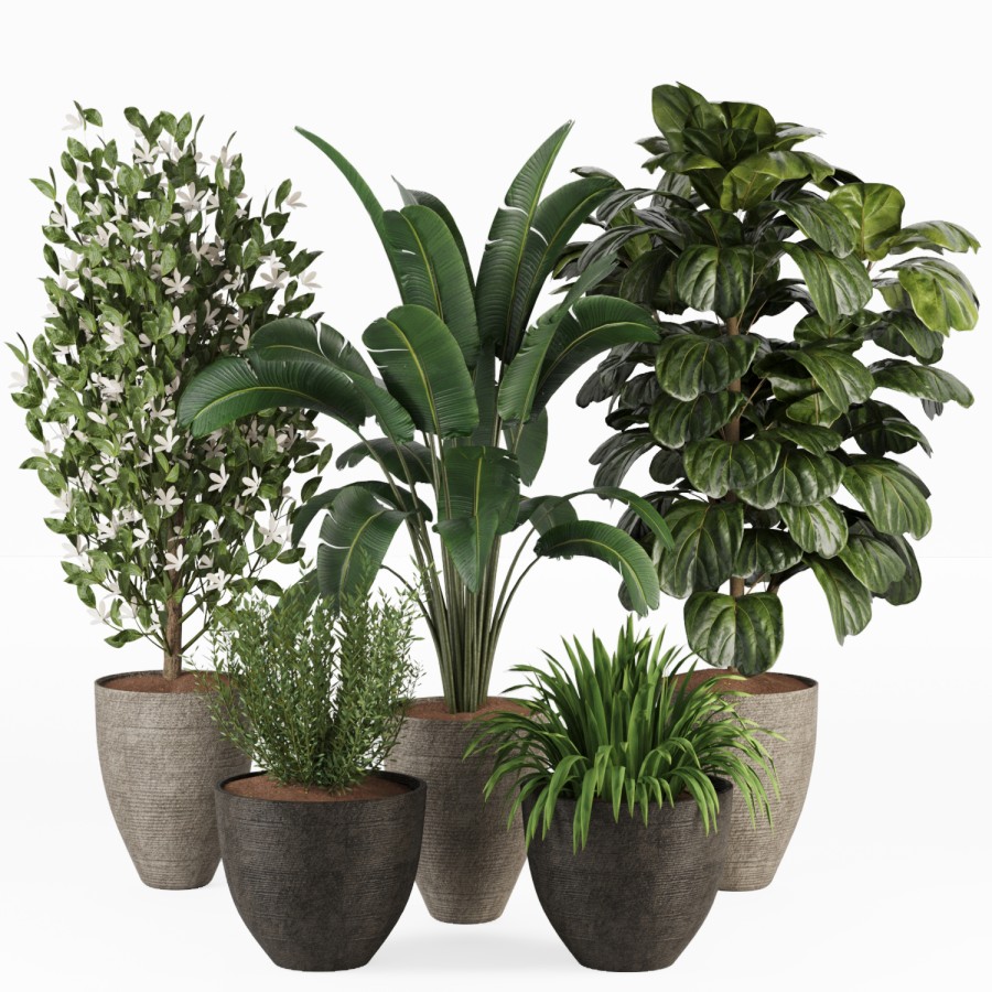 Plant Collection 009 - 3D Model for VRay, Corona