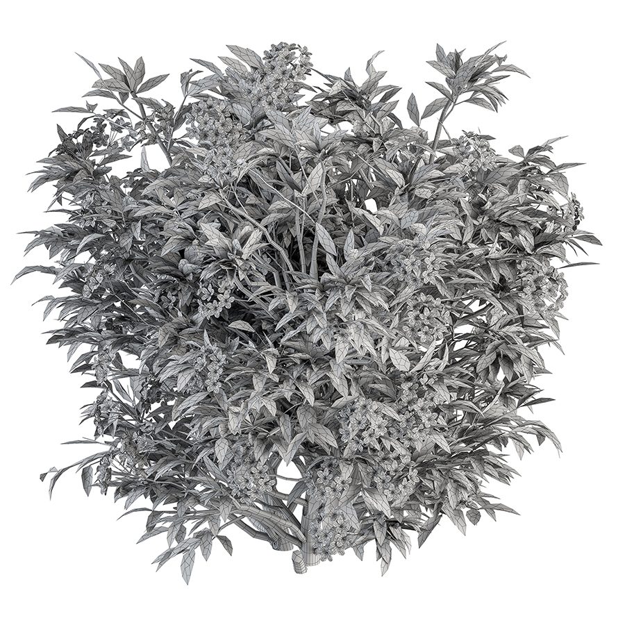 White Flower Bush - Bush Set 30 3D Model for VRay, Corona | CGMood