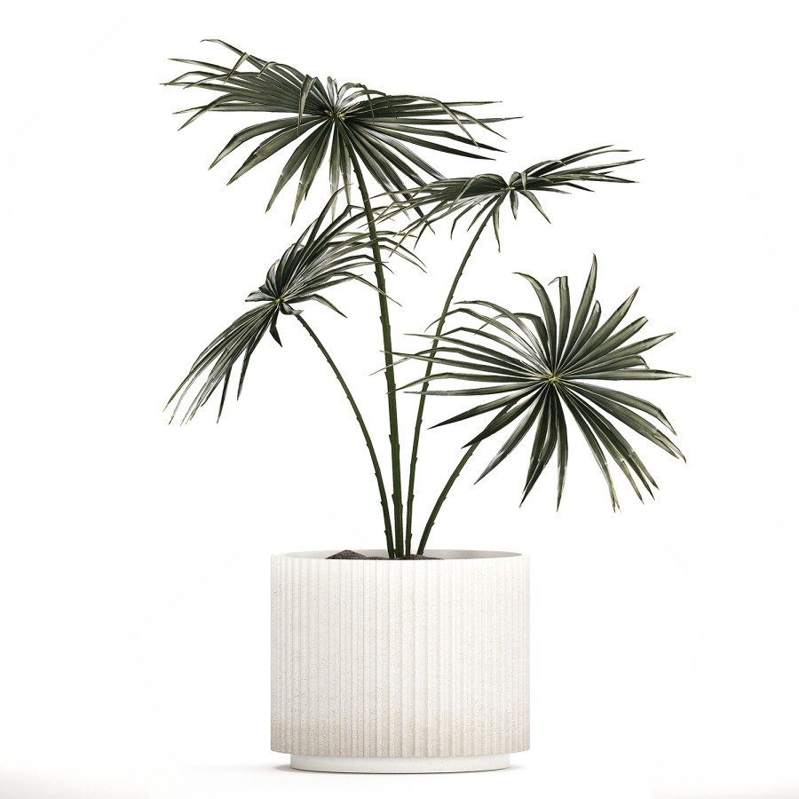 Beautiful Fan Palm In A Flower Pot For Decoration - 3D Model for VRay