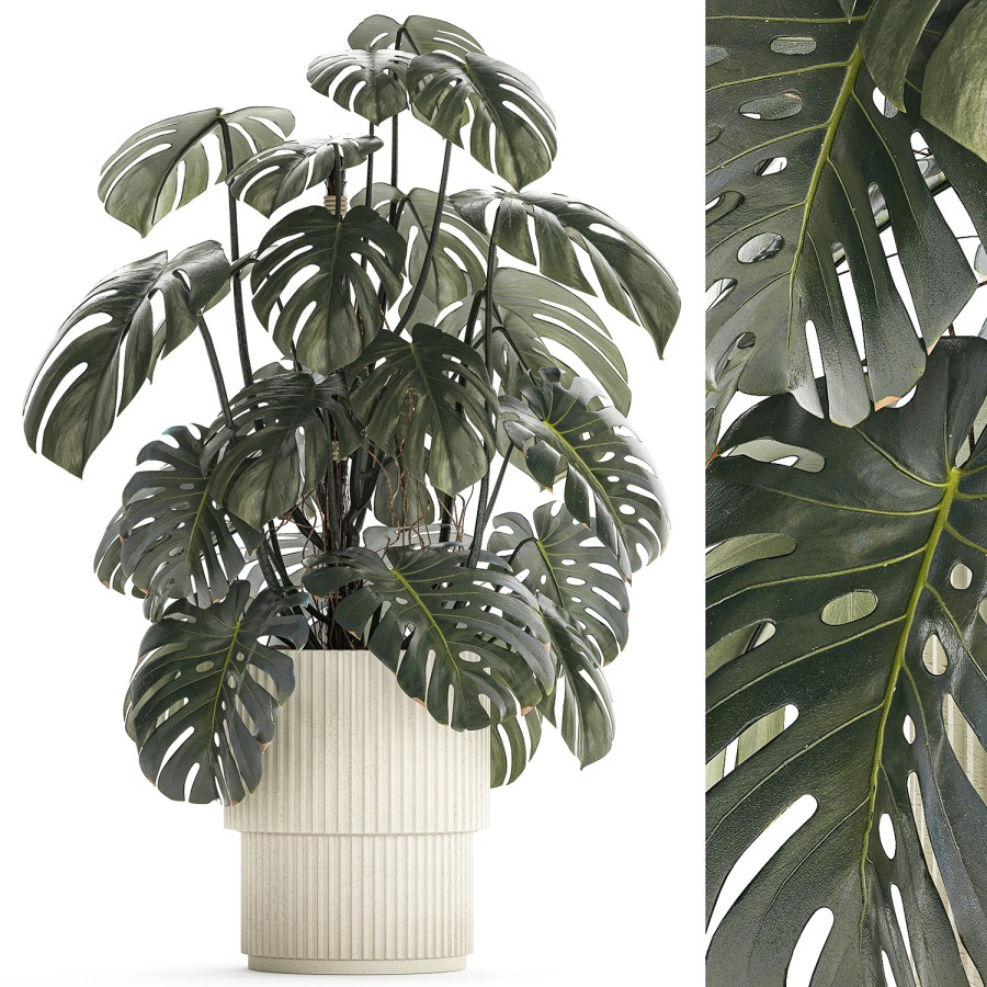 Beautiful Monstera Bushes In A Flower Pot 3D Model for VRay | CGMood