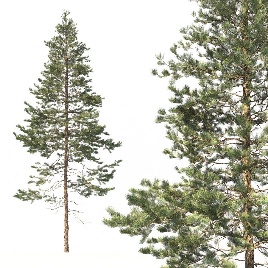 Abies Tree - 3D Model for VRay, Corona