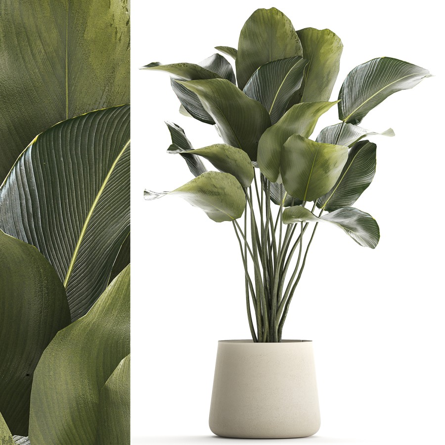 Beautiful Plant Calathea Lutea Palm Tree In A Pot 3D Model for VRay ...