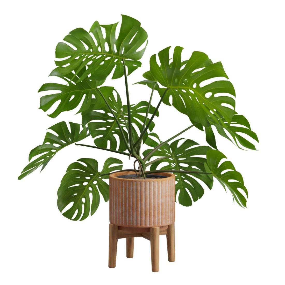 Stand Pot Plant Monstera Deliciosa - 3D Model for VRay, Corona