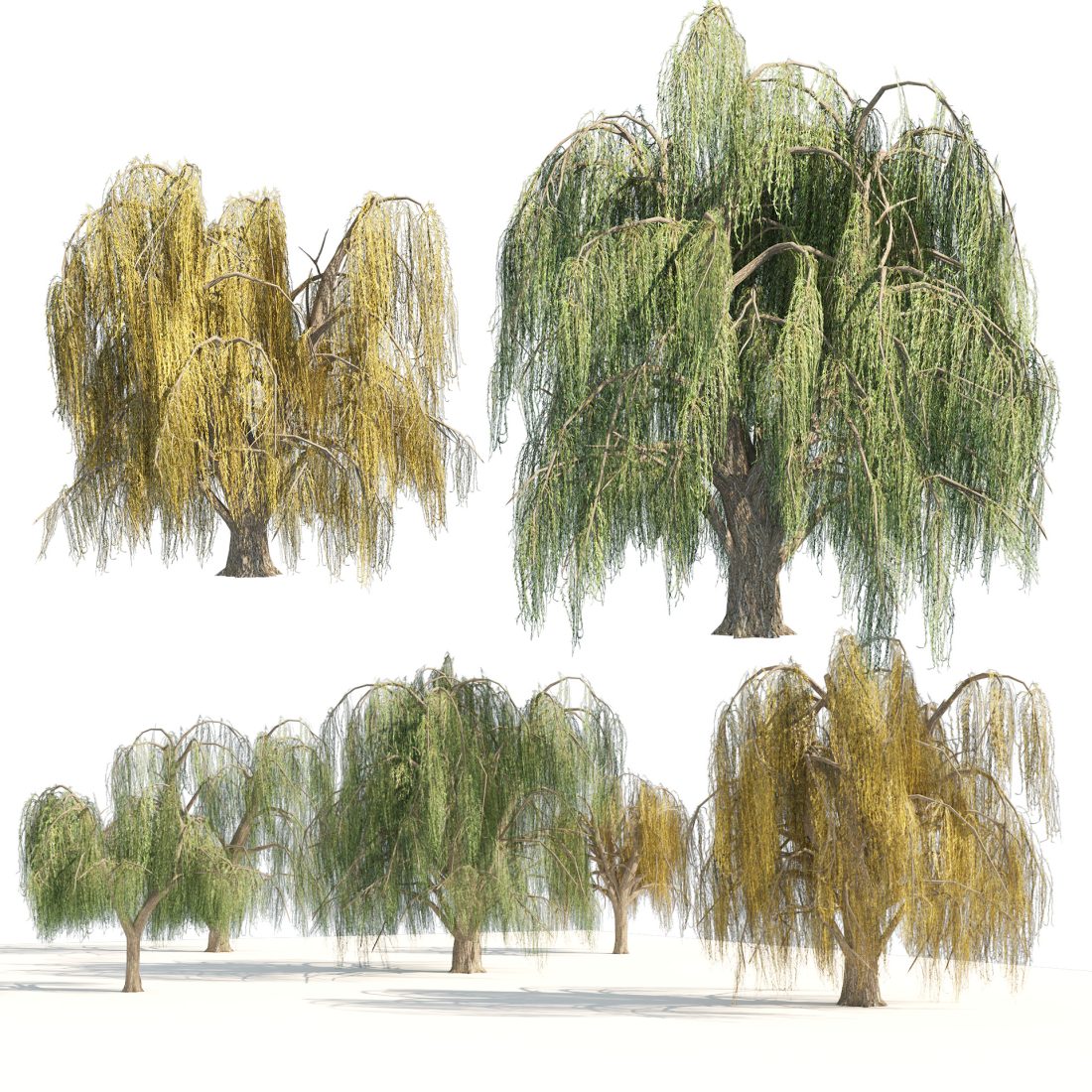 Green And Yellow Weeping Willow Trees - 3D Model for VRay, Corona