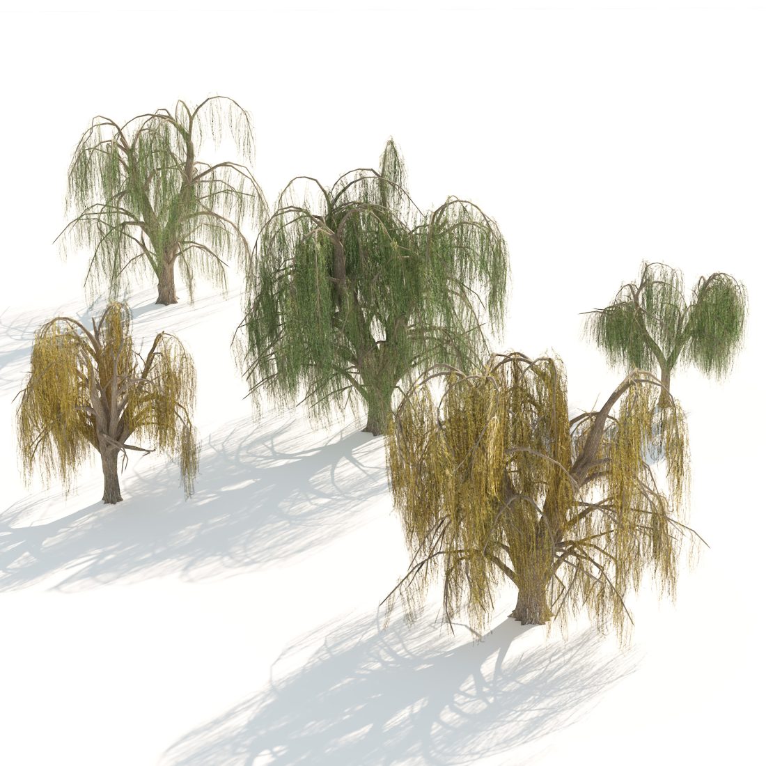 Green And Yellow Weeping Willow Trees - 3D Model for VRay, Corona