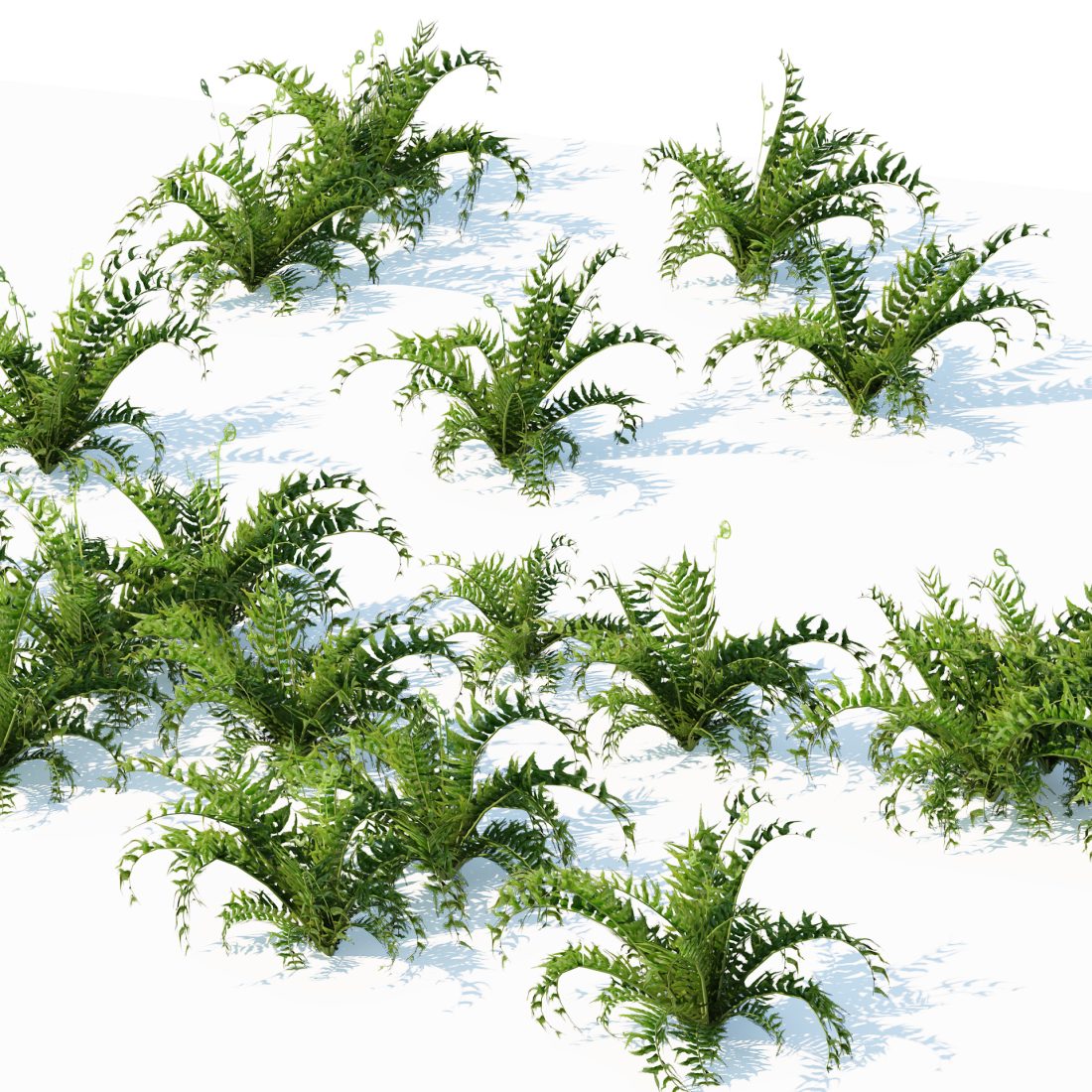Evergreen Fern Plants - 3D Model for VRay, Corona