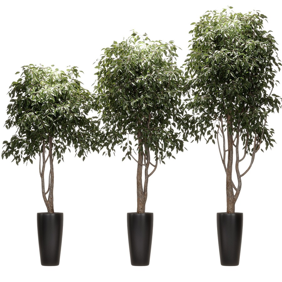 Ficus Benjamin Nitida On Trunk V2. 3 Models 3D Model for VRay, Corona ...
