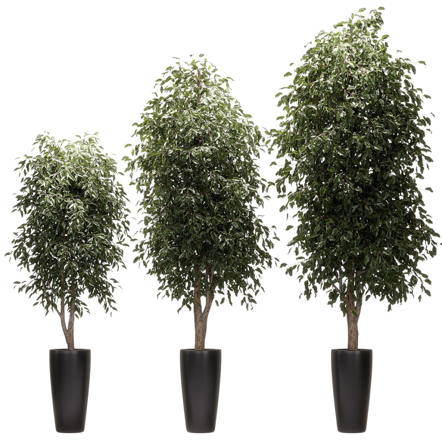 Ficus Benjamin Nitida V3. 3 Models - 3D Model for VRay, Corona