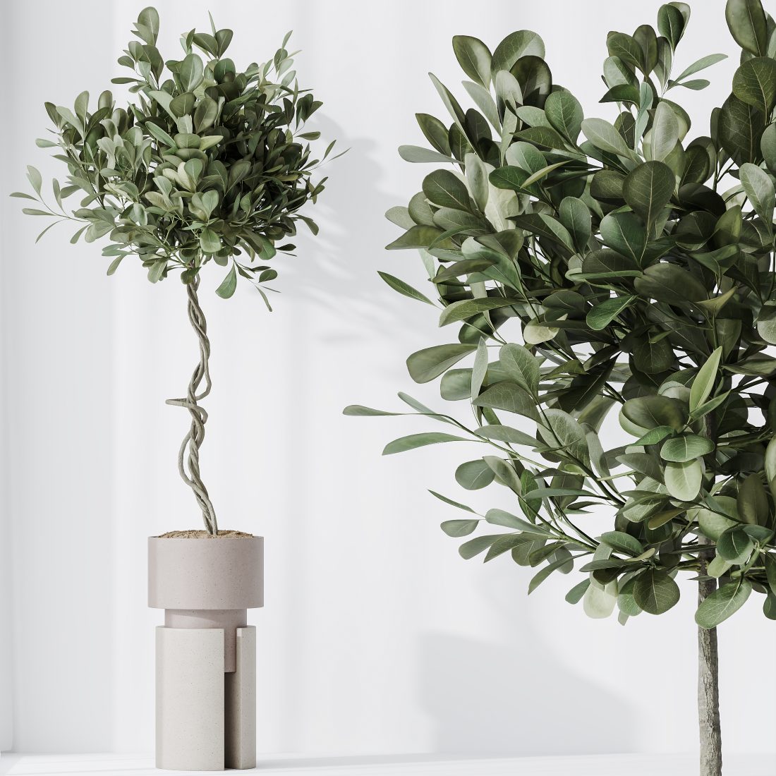 Indoor Plants Set 74 Ficus Microcarpa Indian Laure 3D Model for VRay ...