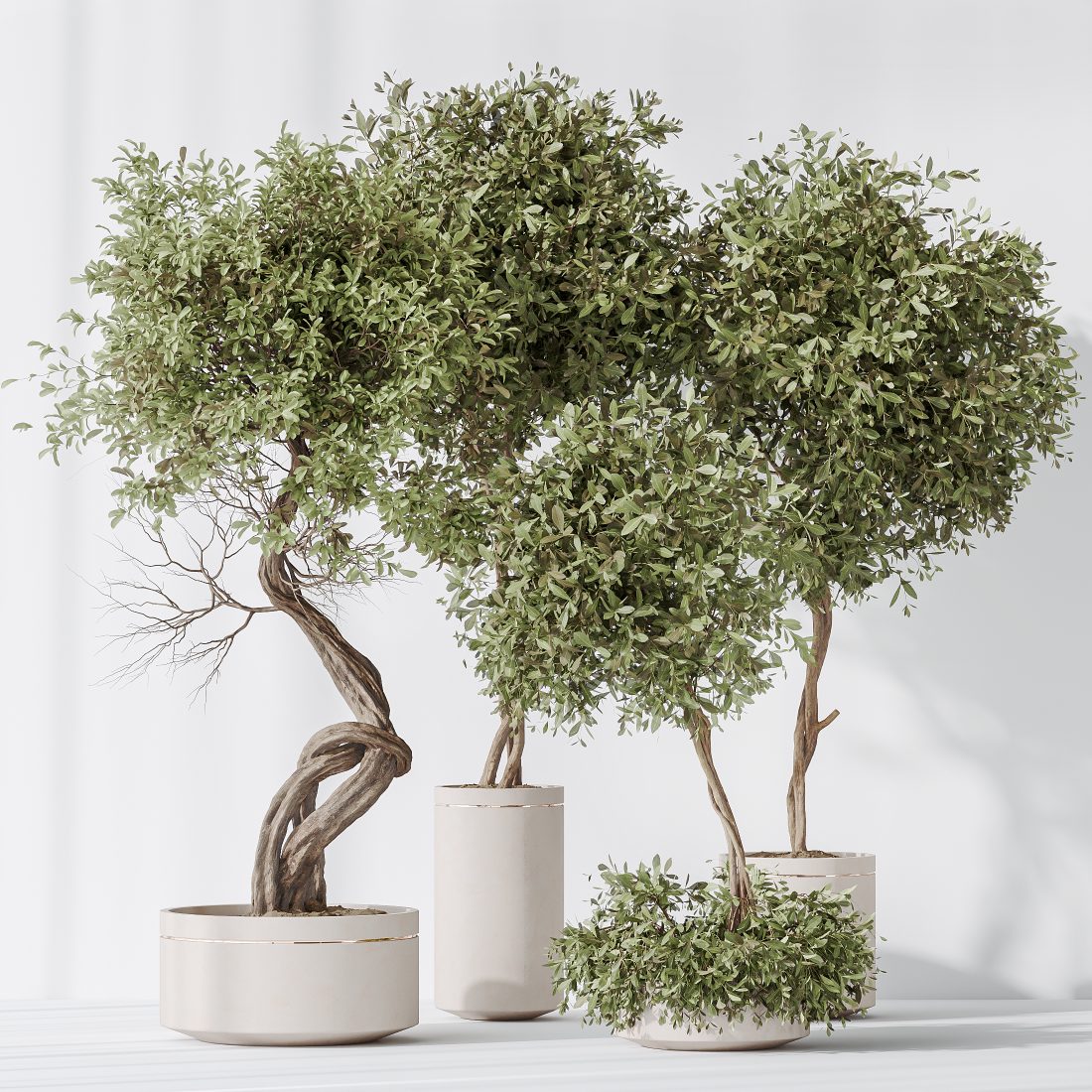 Indoor Plants Set 75 Ficus Retusa Microcarpa 3D Model for VRay, Corona ...