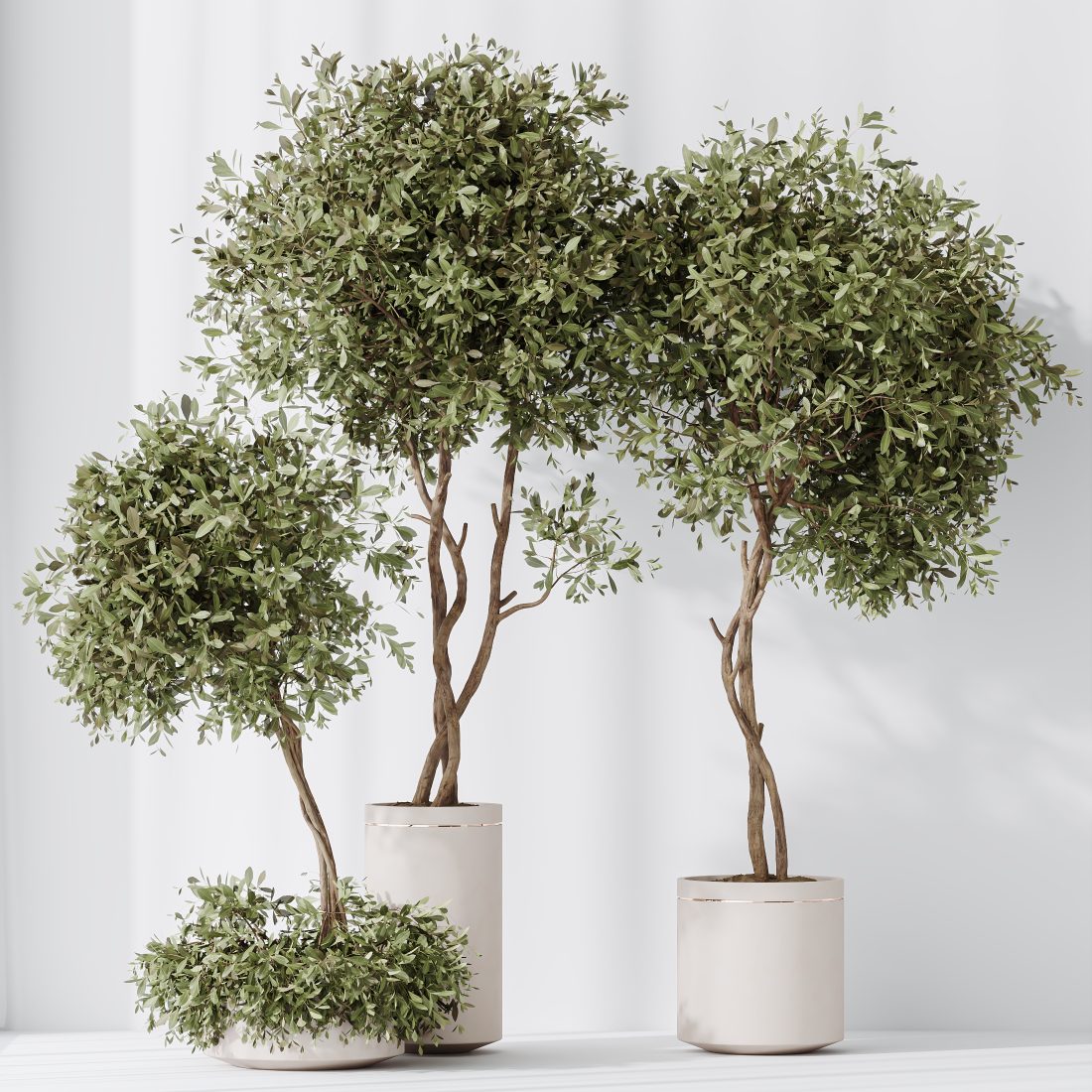Indoor Plants Set 75 Ficus Retusa Microcarpa 3D Model for VRay, Corona ...