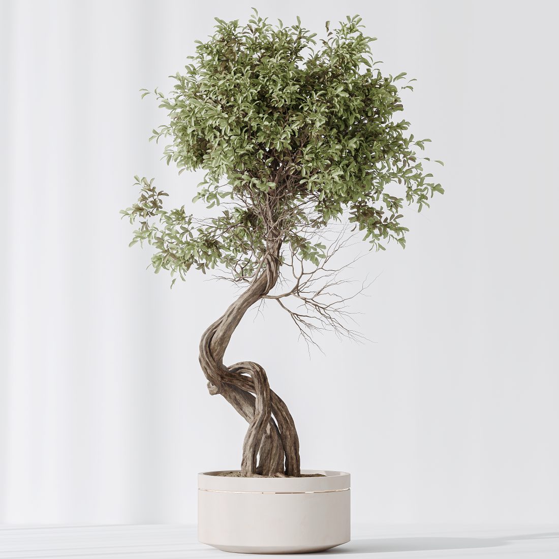 Indoor Plants Set 75 Ficus Retusa Microcarpa 3D Model for VRay, Corona ...